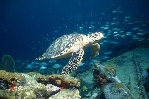 Hawksbill Sea turtle over Wreck, Mike Bacon Fine Art Photography