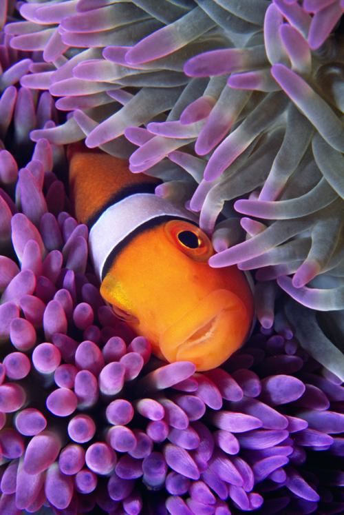 Percula Clownfish-V, Mike Bacon Fine Art Photography