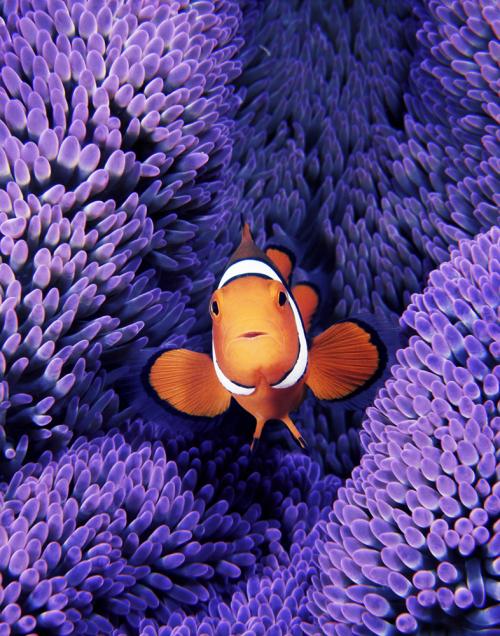 Percula Clownfish, Mike Bacon Fine Art Photography