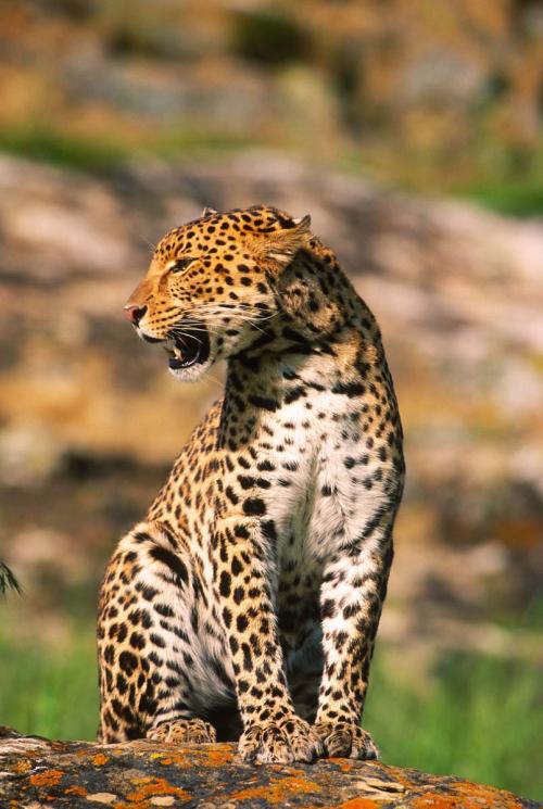Spotted Leopard Looking Left, Mike Bacon Fine Art Photography
